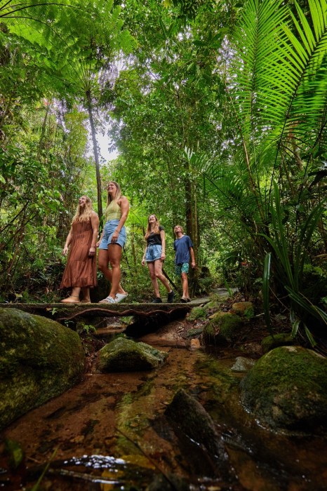 Gallery of World Heritage Rainforest | Barefoot Tours